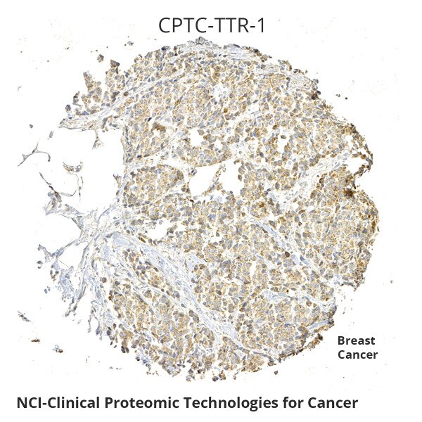 TTR Antibody (CPTC-TTR-1) - DSHB
